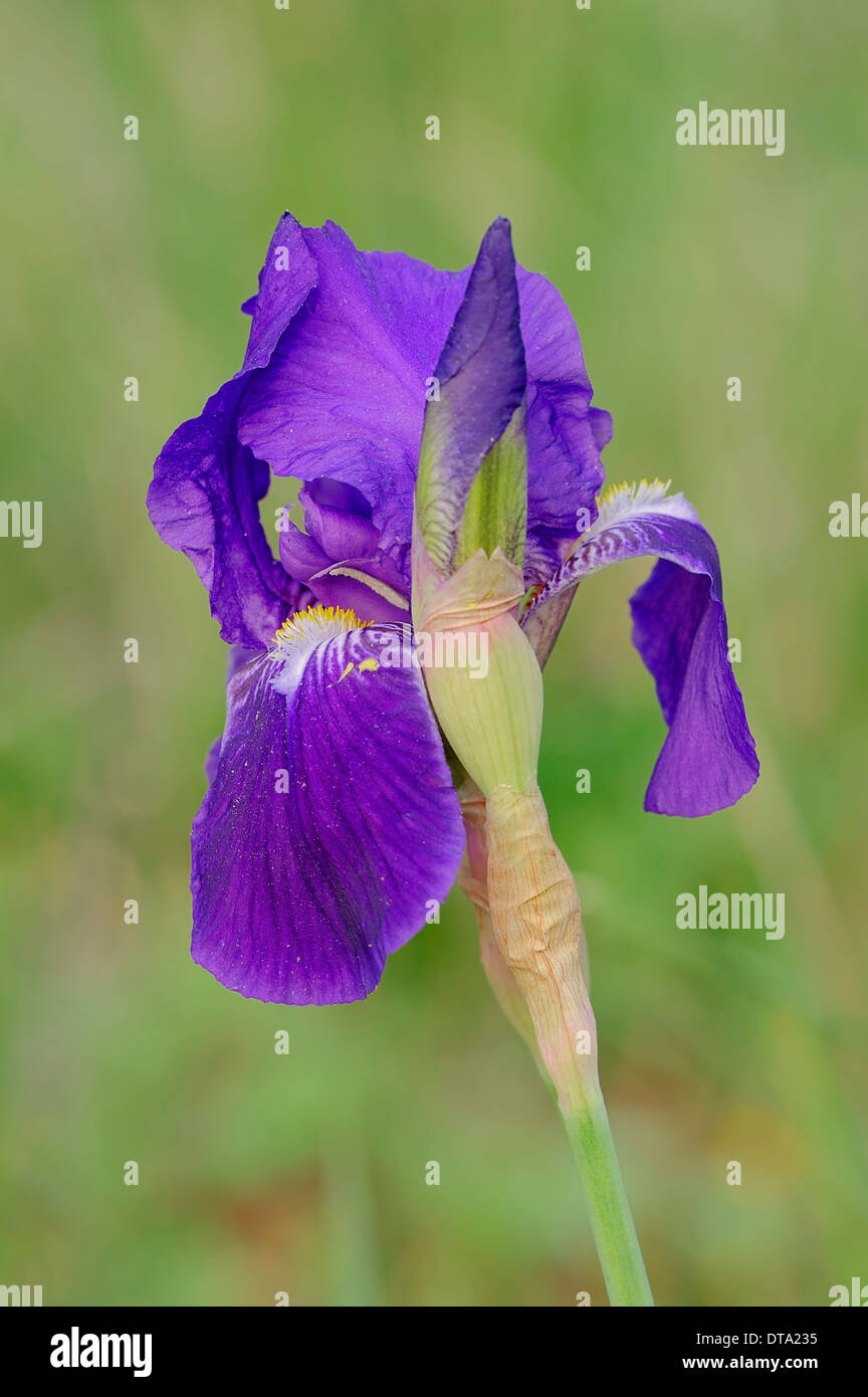 Medium Tall Bearded Iris (Iris barbata-media hybride), flower, Provence ...