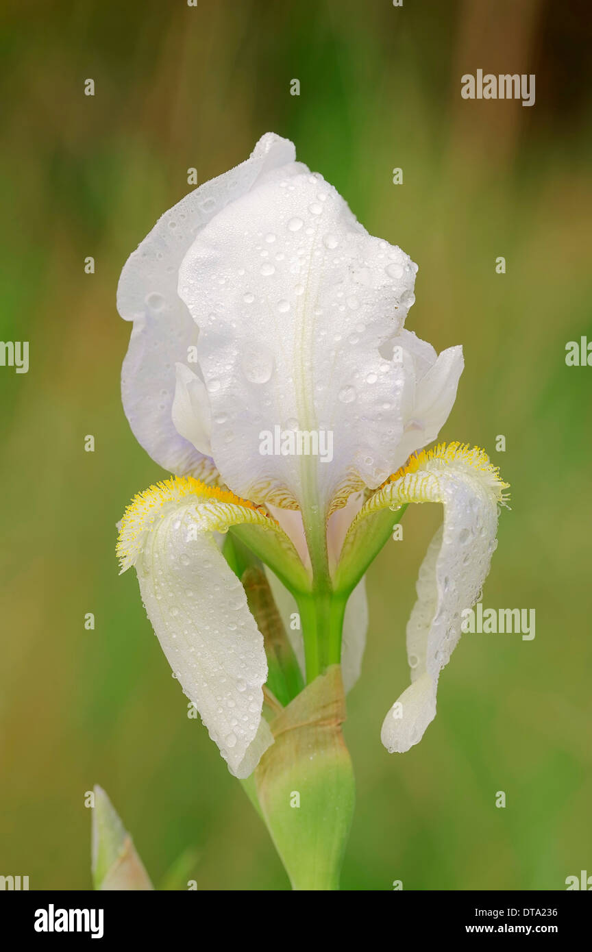 Medium Tall Bearded Iris (Iris barbata-media hybride), flower, Provence ...