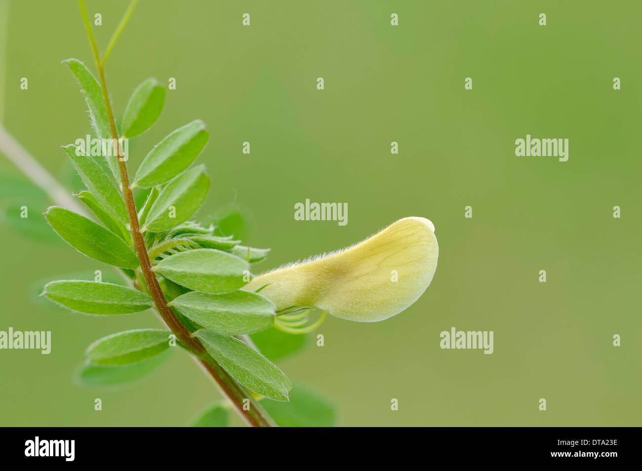 Hairy yellow vetch (Vicia hybrida), flower, Provence, Southern France ...