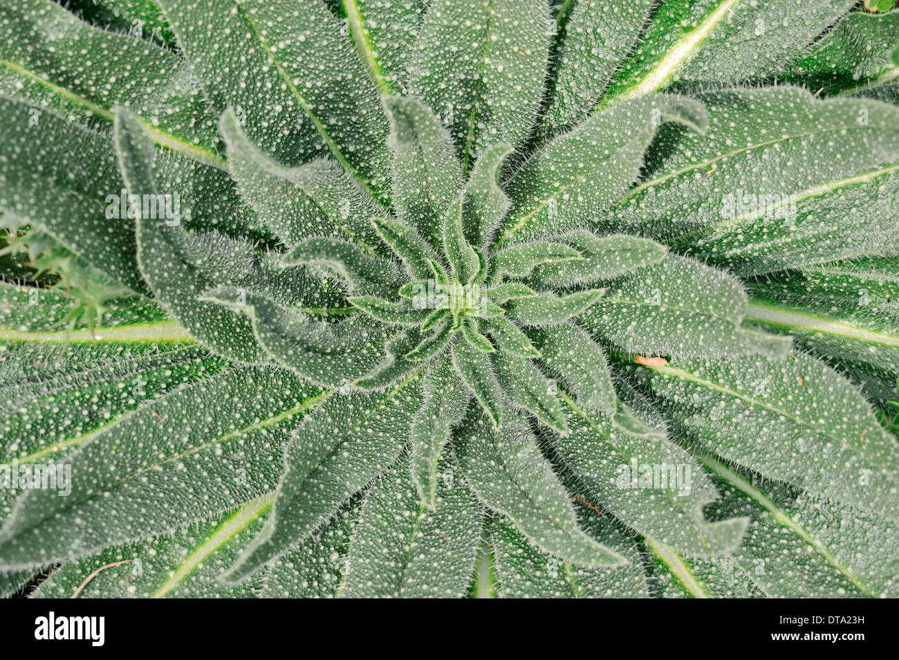 Italian vipers bugloss hi-res stock photography and images - Alamy