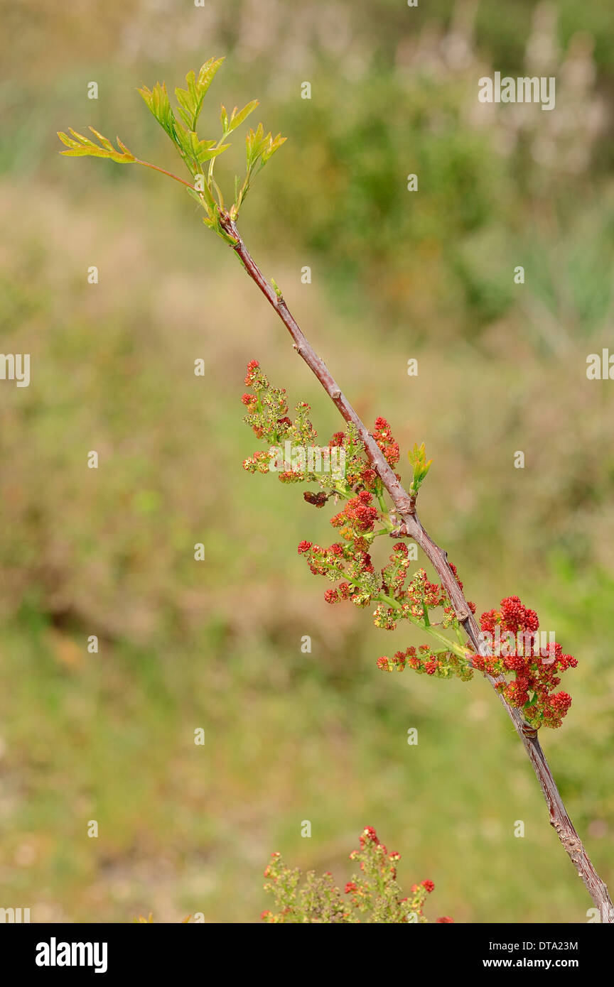 Terebinth tree hi-res stock photography and images - Alamy