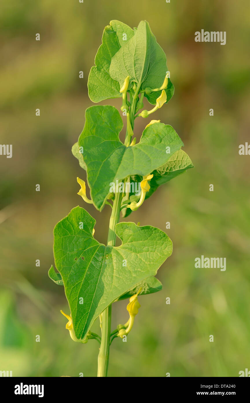 European Birthwort (Aristolochia clematitis), flower, Provence ...