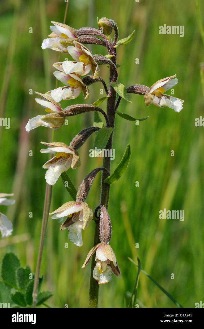 Marsh Helleborine - Epipactis palustris Orchid of the sand dunes Stock ...