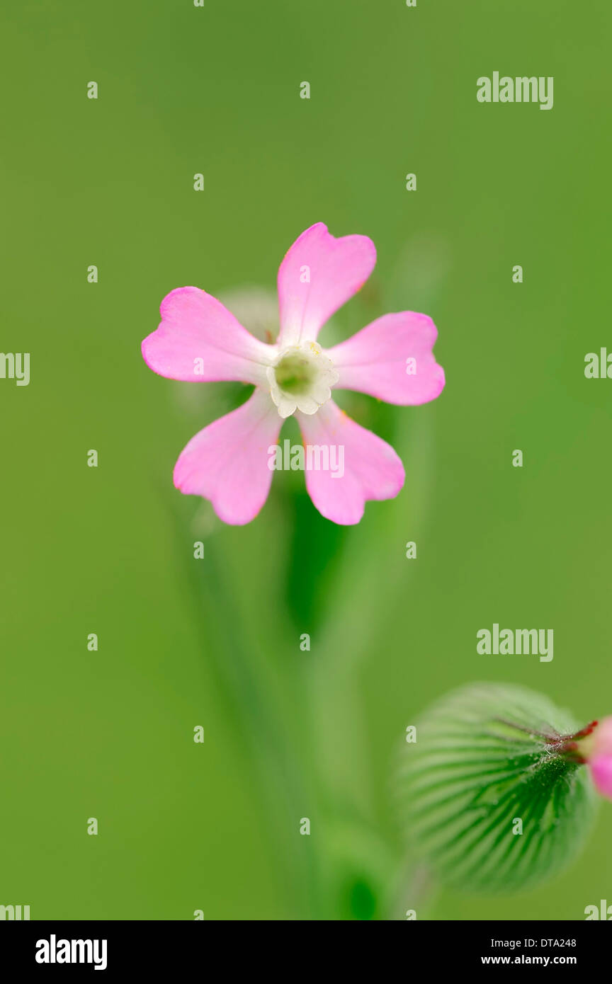 Silene conica hi-res stock photography and images - Alamy