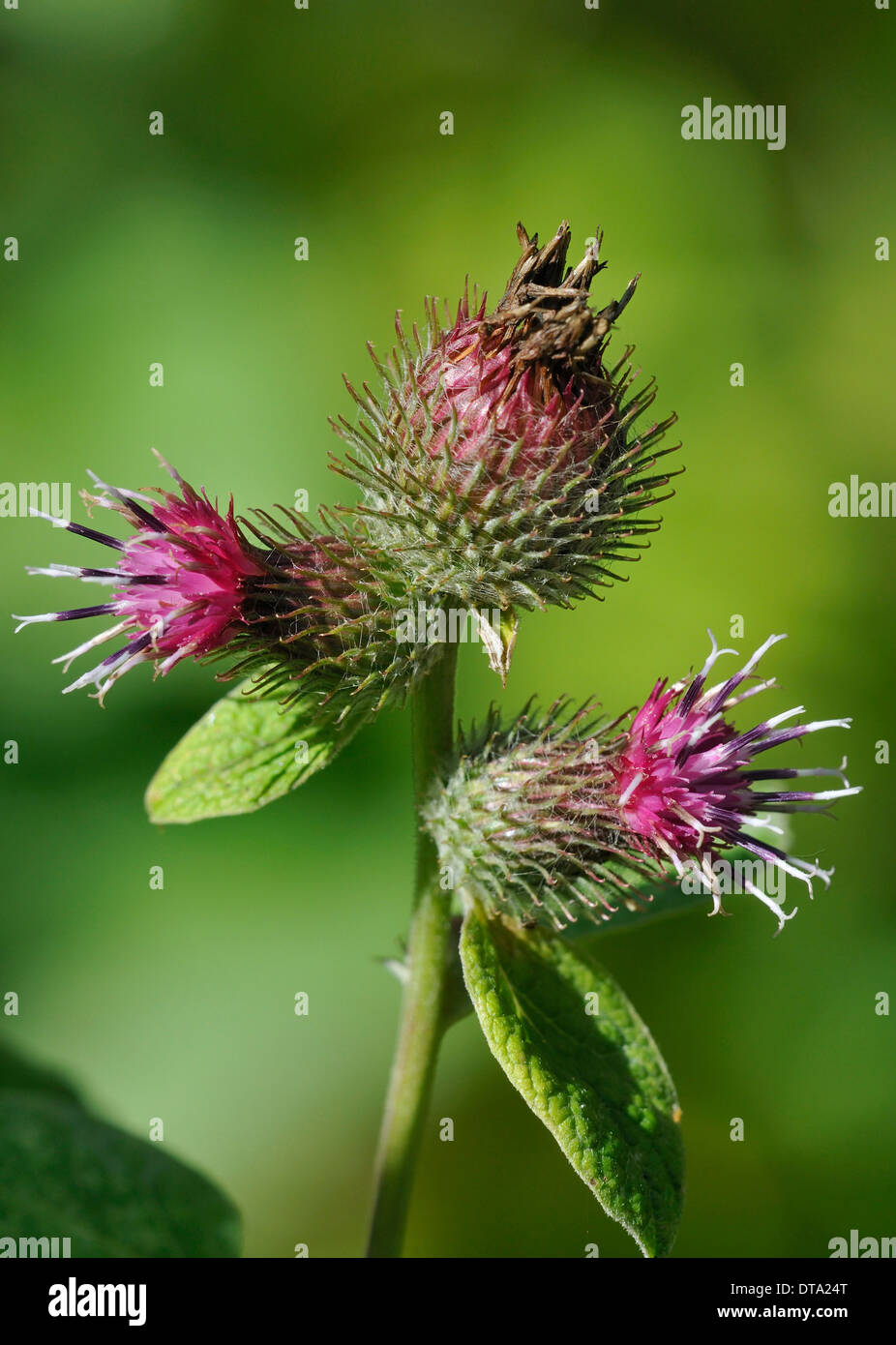 Lesser Burdock flowers - Arctium minus Stock Photo - Alamy
