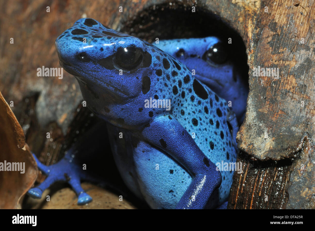 Blue Poison Frog - Dendrobates tinctorius azureus Rare species from ...
