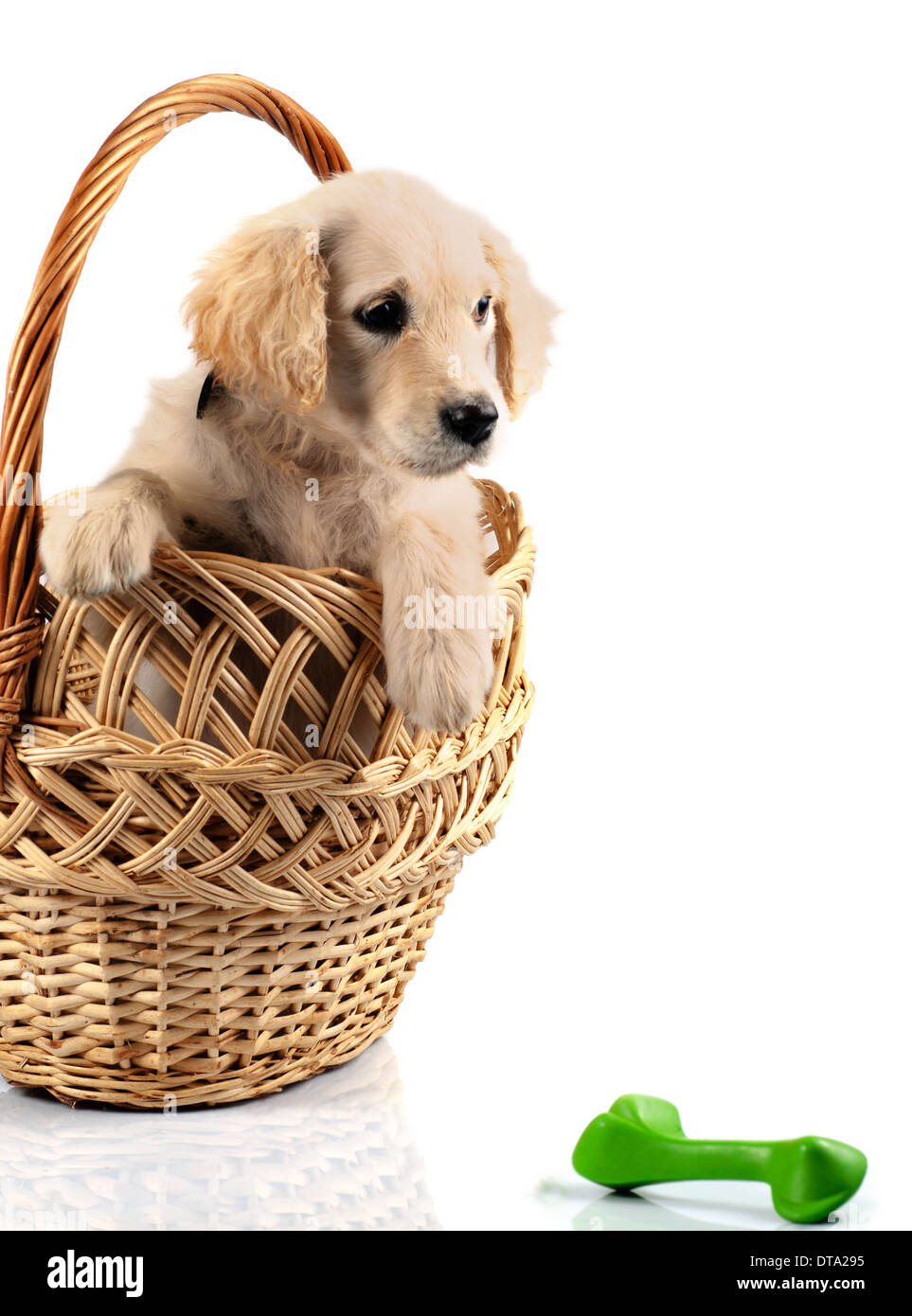 Golden retriever puppy in basket isolated on white background Stock ...