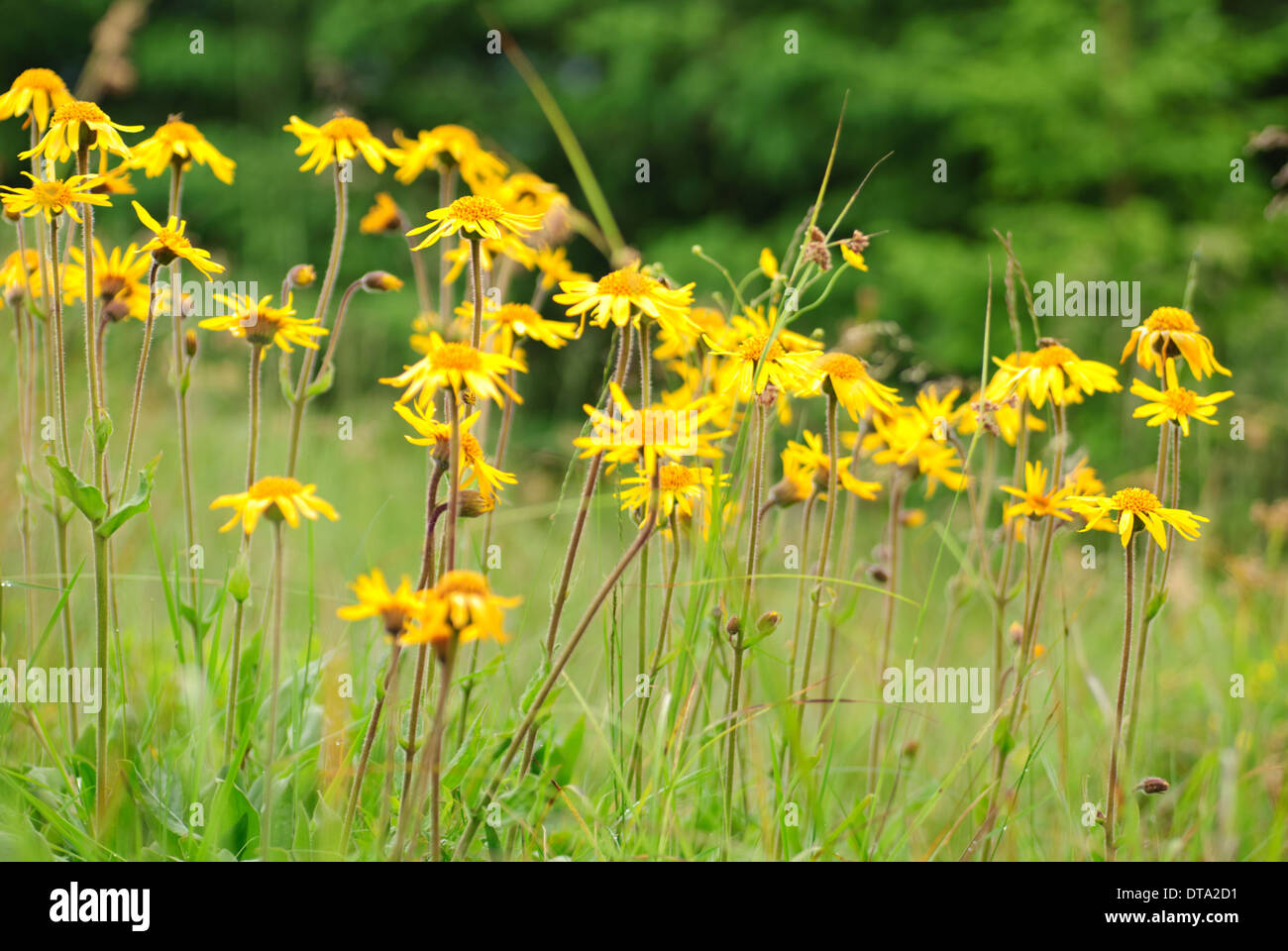 Alpine arnica close up in Carpathians, flower growth on 1600 m above ...