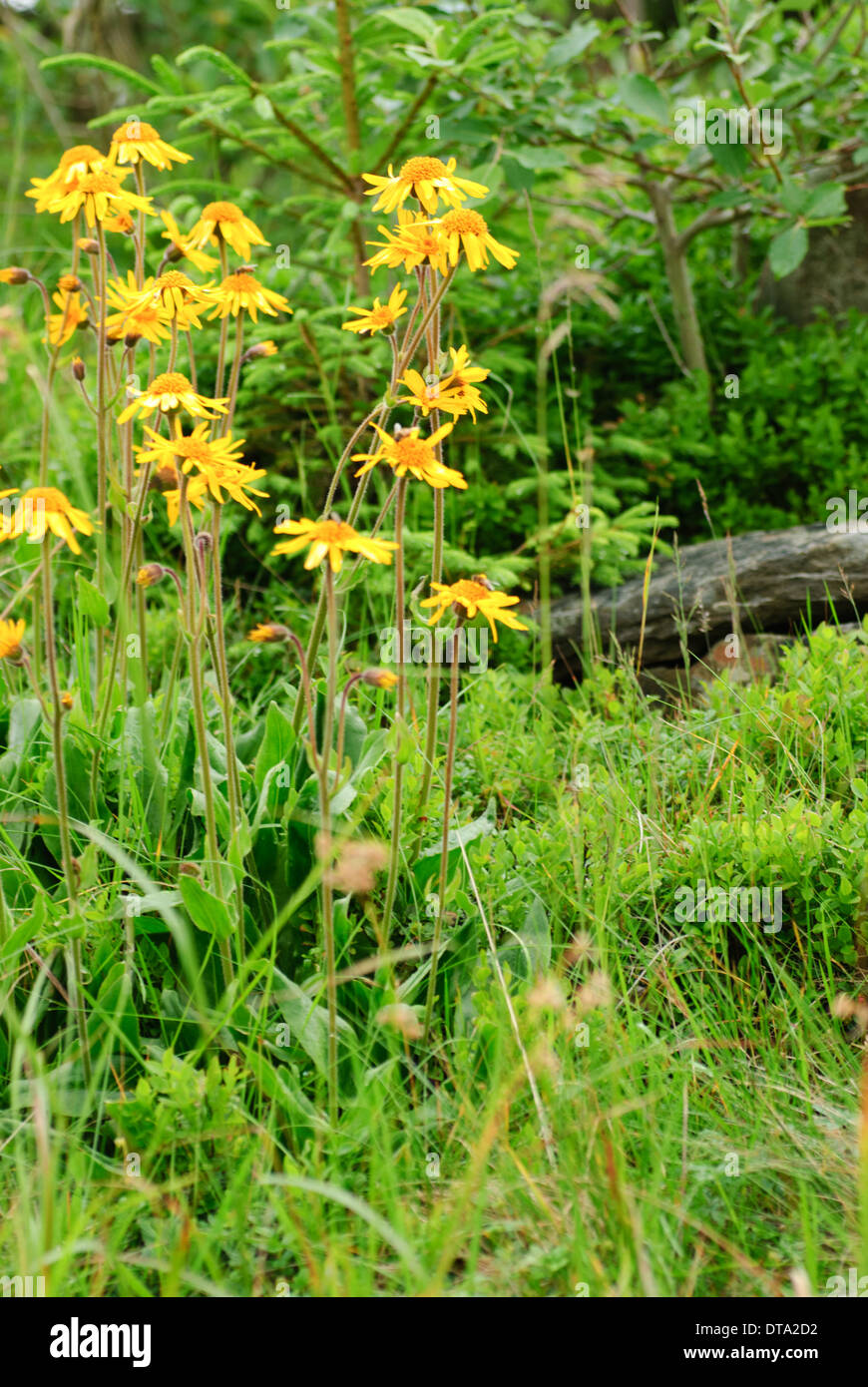 Alpine arnica close up in Carpathians, flower growth on 1600 m above ...