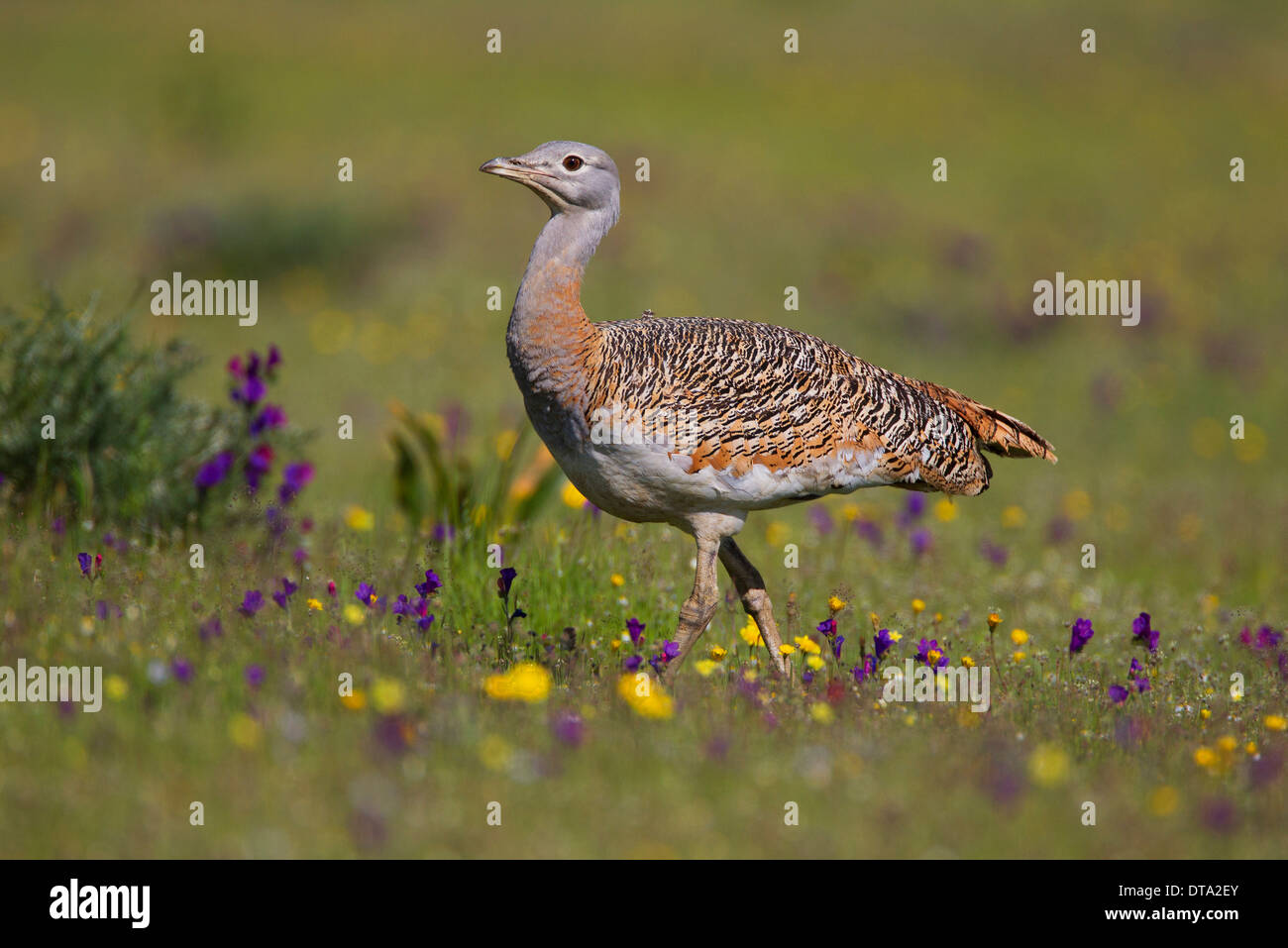 Female bustard hi-res stock photography and images - Alamy