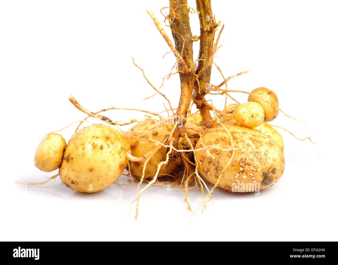 Potato with root close up isolated on white Stock Photo - Alamy