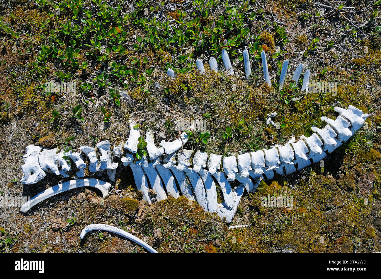 Caribou skeleton in the tundra, Victoria Island, formerly Holman Island ...