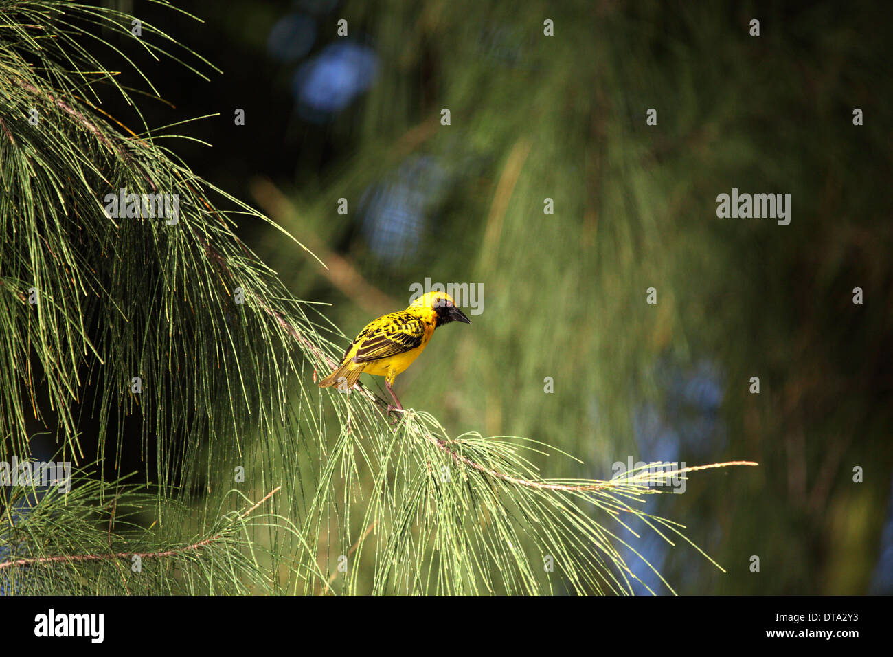 Mauritius bird hi-res stock photography and images - Alamy