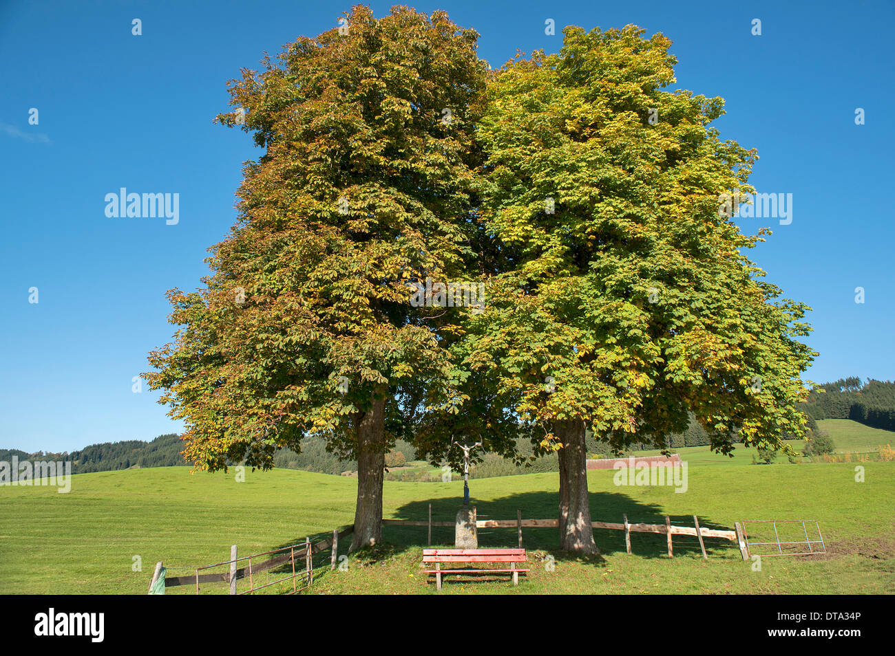 Lime trees bavaria hi-res stock photography and images - Alamy