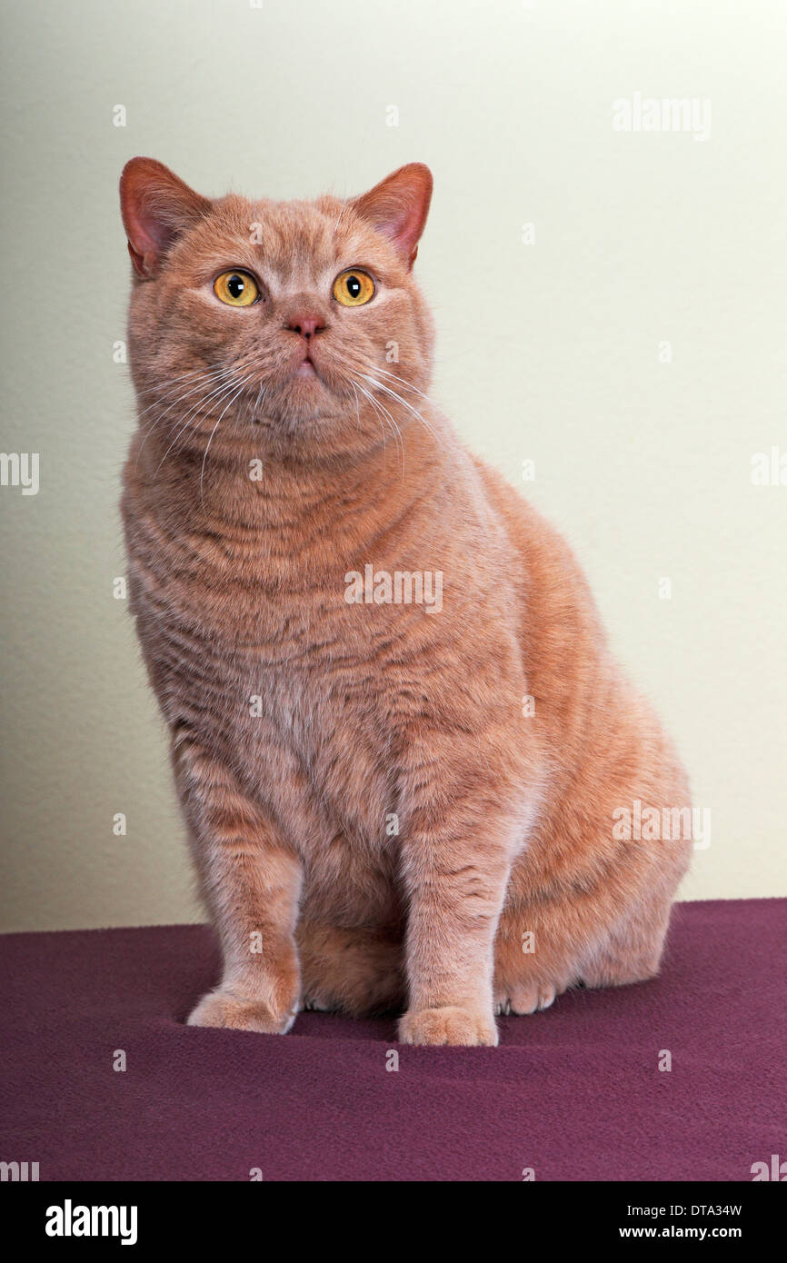 British indoors indoor breed breeds hi-res stock photography and images ...