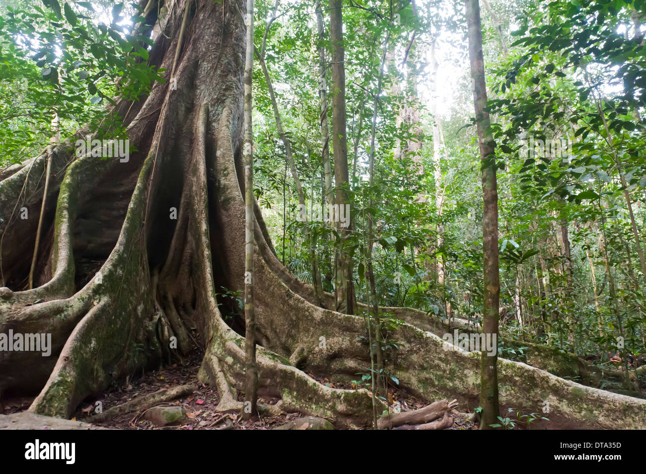 Far-reaching buttress roots under a canopy, giant tree, jungle ...