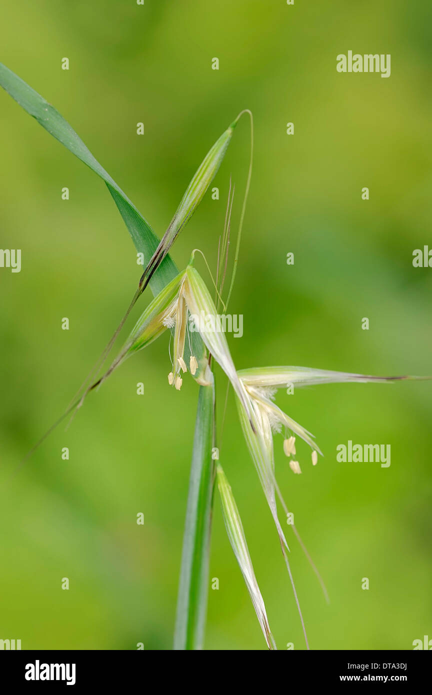 Animated Oat or Sterile Oat (Avena sterilis), flowers, Provence ...