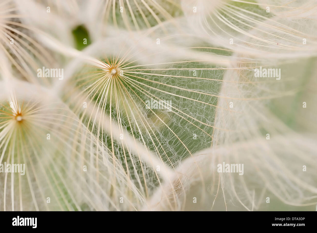 Western Salsify, Western Goat's-beard or Wild Oysterplant (Tragopogon ...