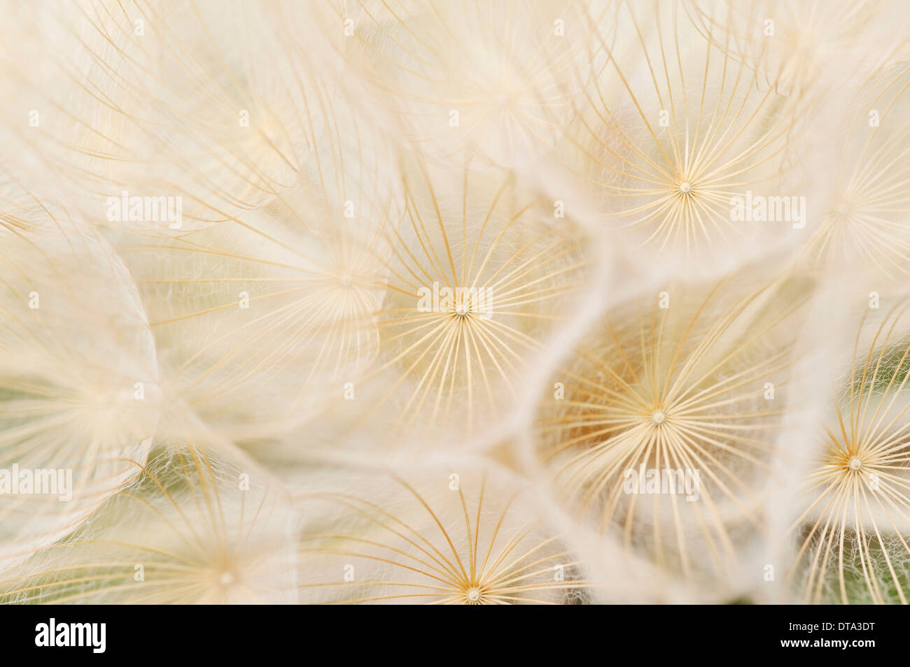 Western goats beard hi-res stock photography and images - Alamy