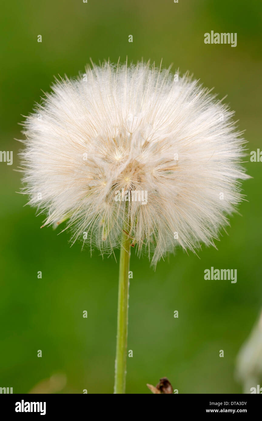 Western Salsify, Western Goat's-beard or Wild Oysterplant (Tragopogon ...