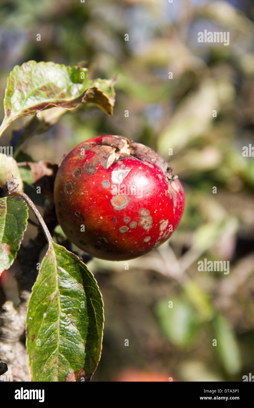 Big apple tree hi-res stock photography and images - Alamy