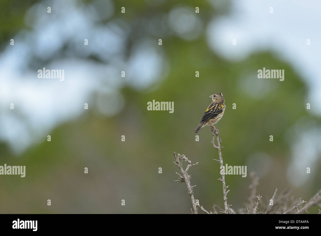 Yellow Bishop - Yellow-rumped Bishop (Euplectes capensis) "non-breeding ...