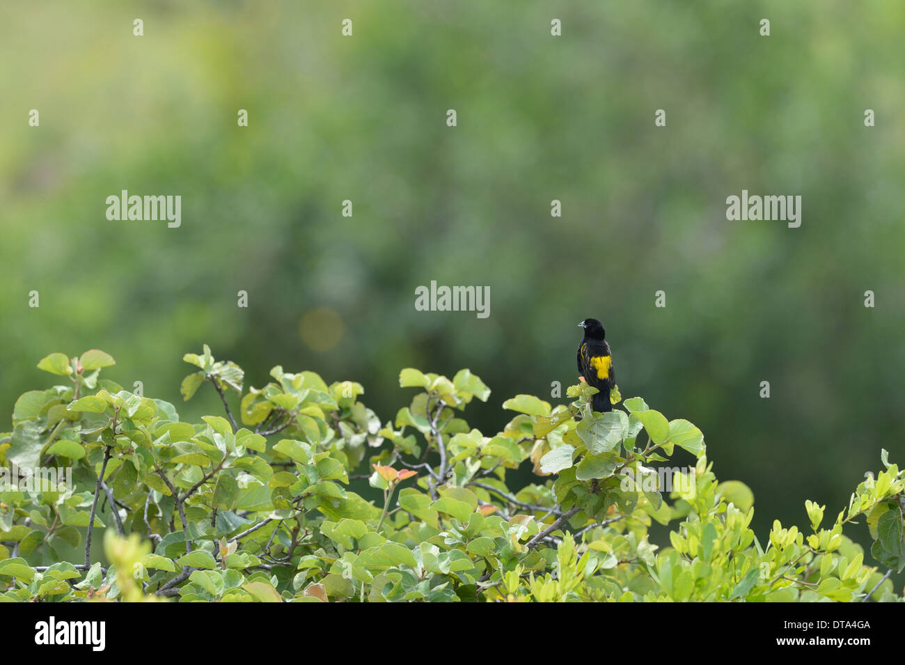 Yellow Bishop - Yellow-rumped Bishop (Euplectes capensis) male perched ...