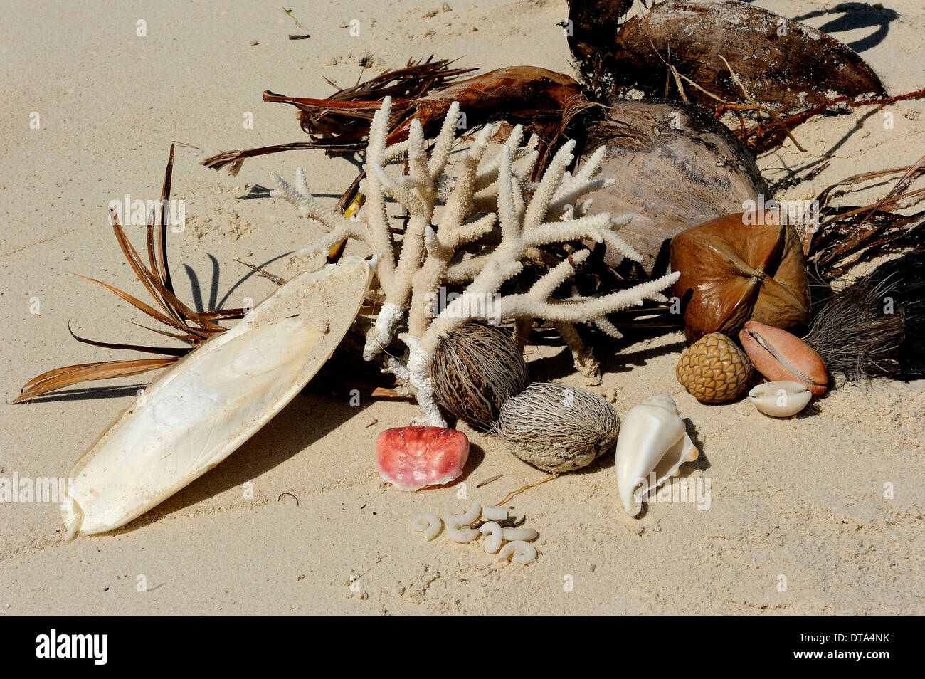 Organic flotsam, cuttlefish bone, branch coral, red crab shell, sea ...