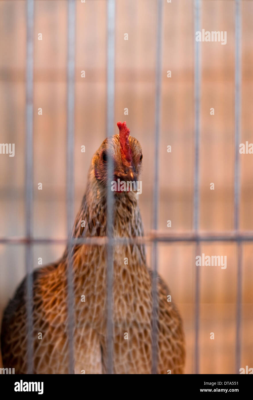 Chicken behind bars at a poultry show Stock Photo - Alamy