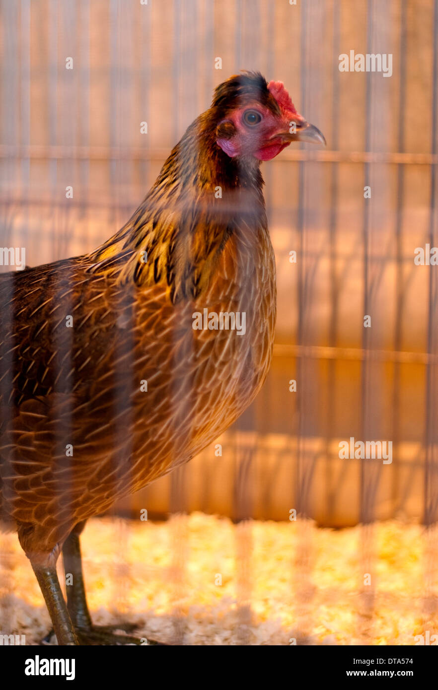Chicken in a cage at poultry show Stock Photo - Alamy