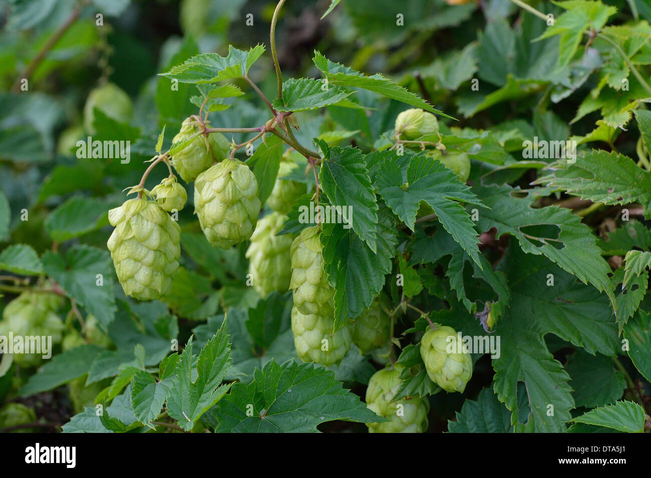 Wild vine hedge hi-res stock photography and images - Alamy