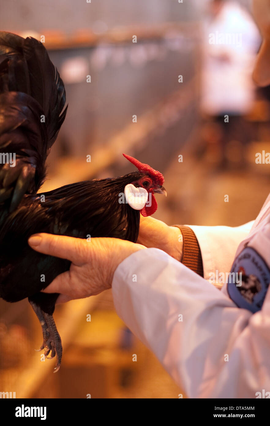 Chicken being judged at the High Peak Poultry Club Show 2014 Stock ...