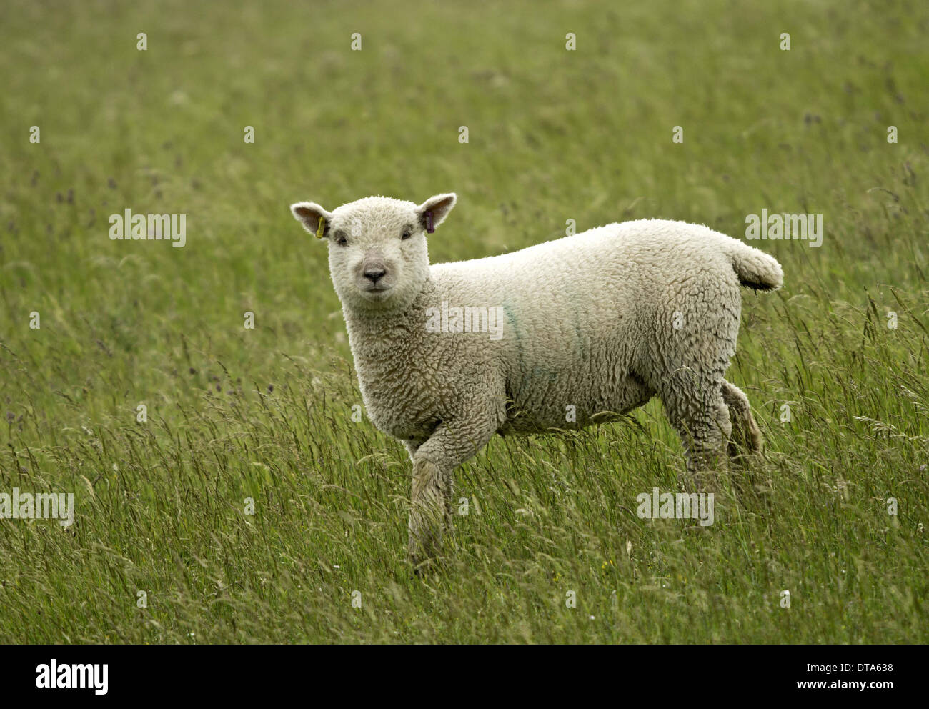 Grown lamb hi-res stock photography and images - Alamy