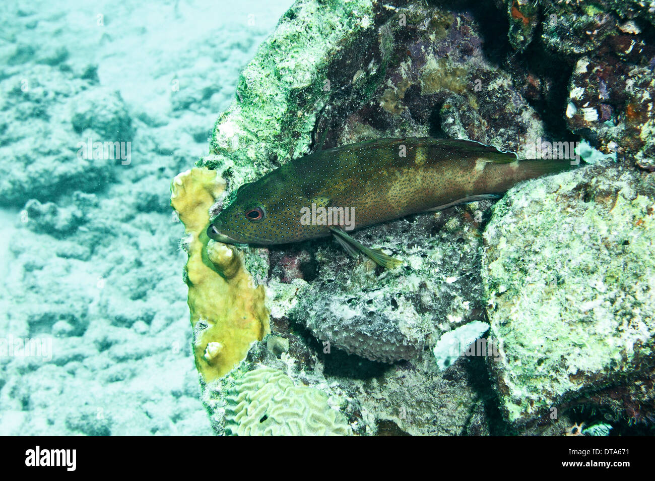 Caribbean fish coral reef fish seabass grouper colour phase fish fish ...