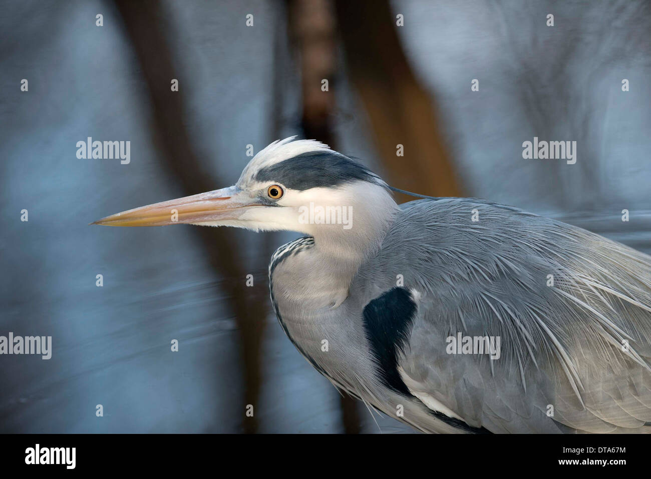 head & shoulder view.of bird intently looking forward Stock Photo - Alamy