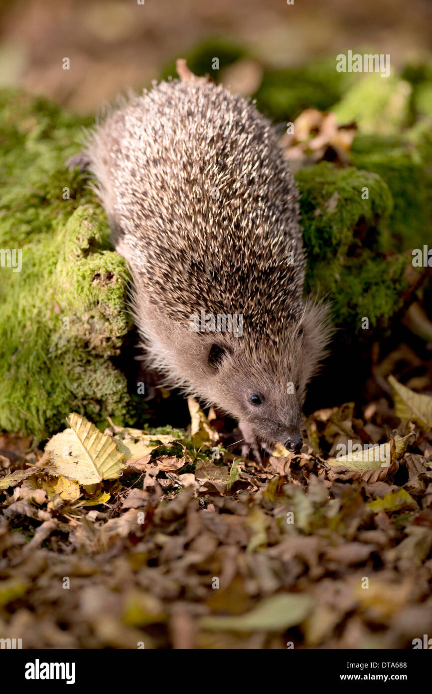 Climbing hedgehog hi-res stock photography and images - Alamy