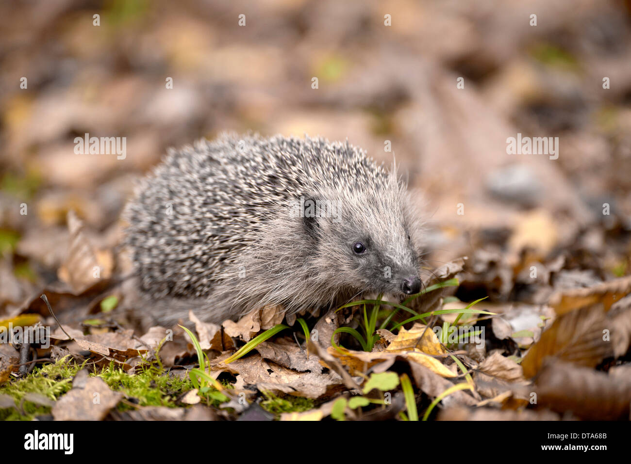 Slugs on fallen leaves hi-res stock photography and images - Alamy