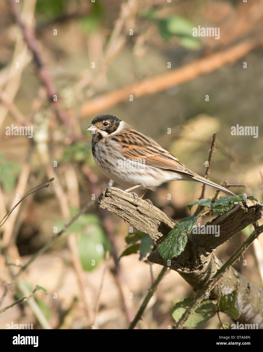 Male reed bunting on perch hi-res stock photography and images - Alamy