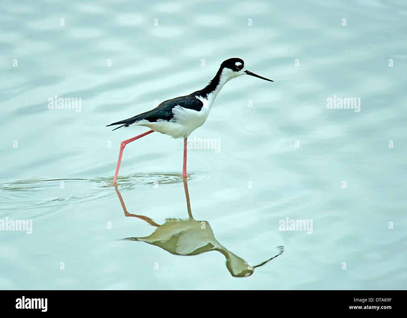 Adult male striding through water Stock Photo - Alamy