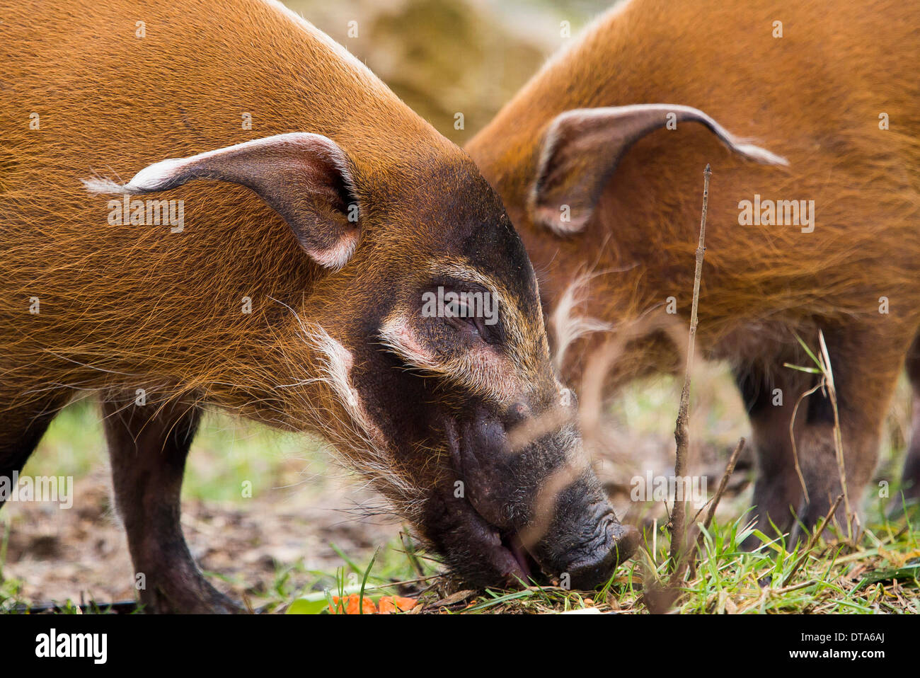 Bristol, UK. 13th Feb, 2014. Red River Hog brothers Ekunu and Mito ...