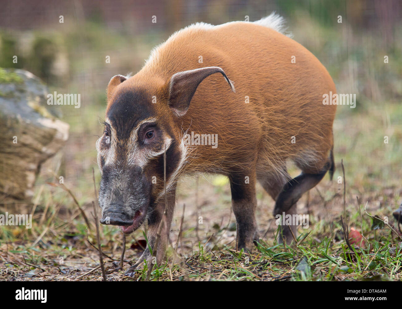 Bristol, UK. 13th Feb, 2014. Red River Hog brothers Ekunu and Mito ...