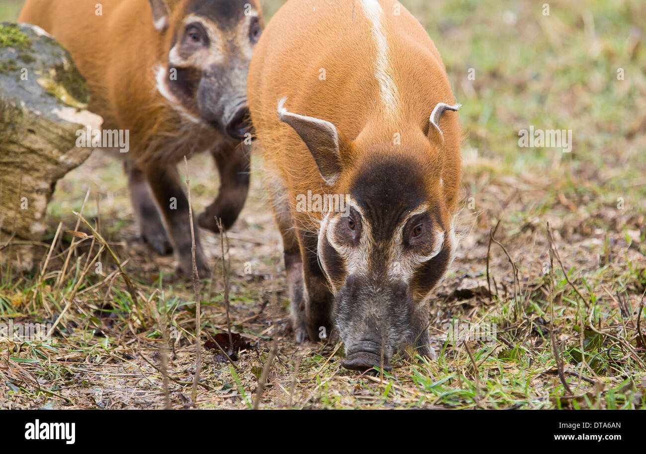 Bristol, UK. 13th Feb, 2014. Red River Hog brothers Ekunu and Mito ...
