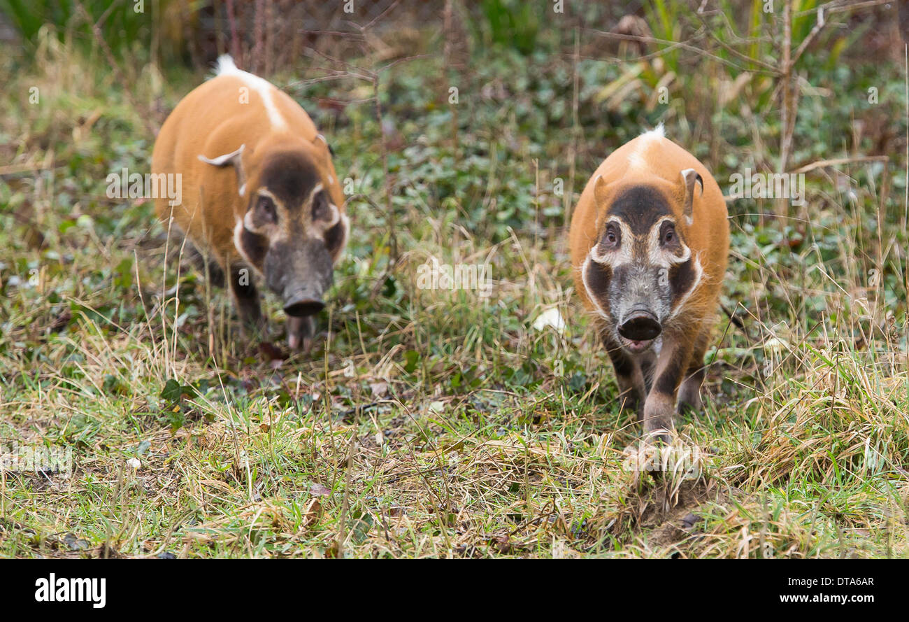Bristol, UK. 13th Feb, 2014. Red River Hog brothers Ekunu and Mito ...