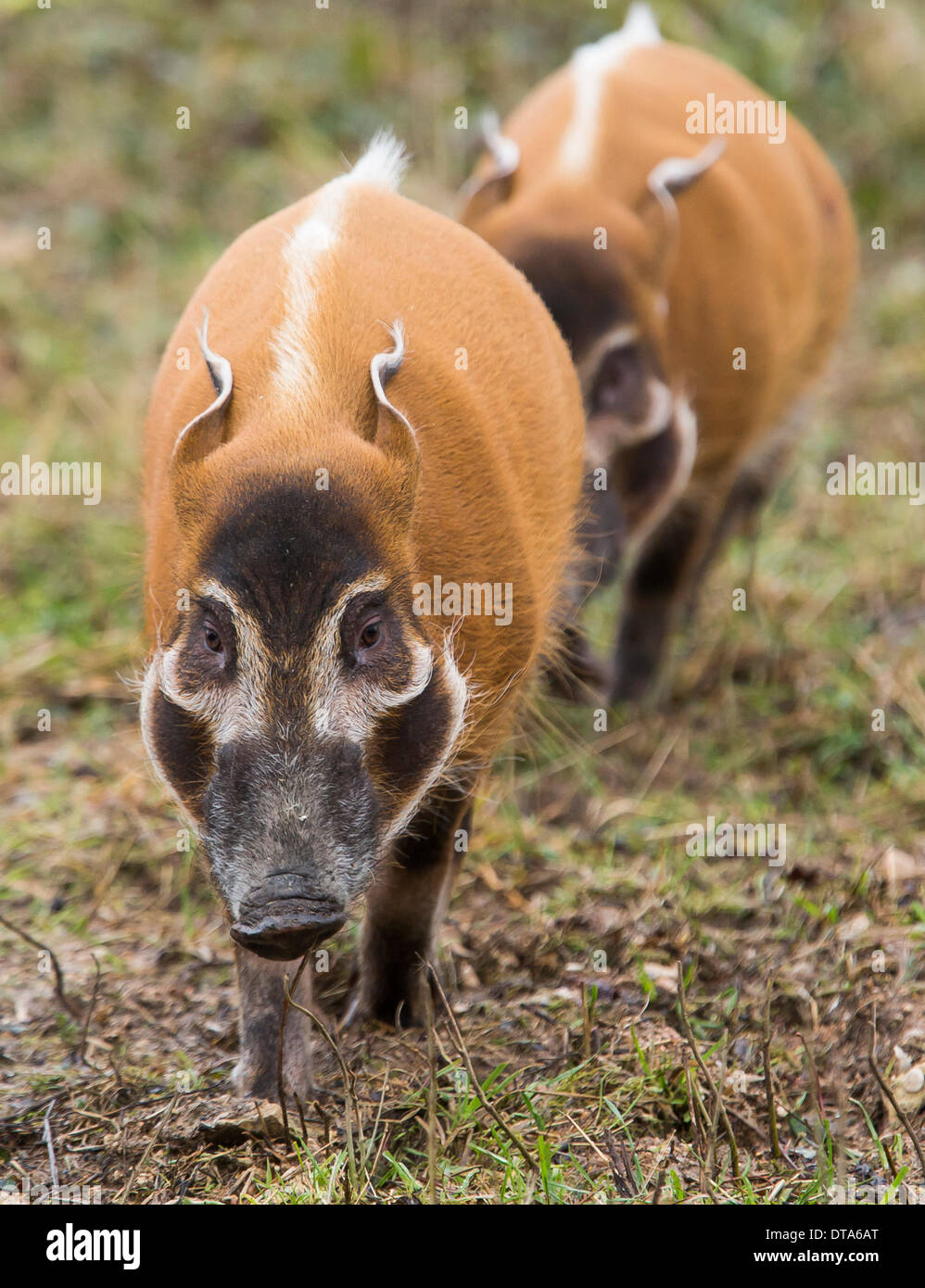 Bristol, UK. 13th Feb, 2014. Red River Hog brothers Ekunu and Mito ...