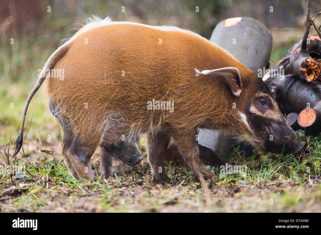 Bristol, UK. 13th Feb, 2014. Red River Hog brothers Ekunu and Mito ...