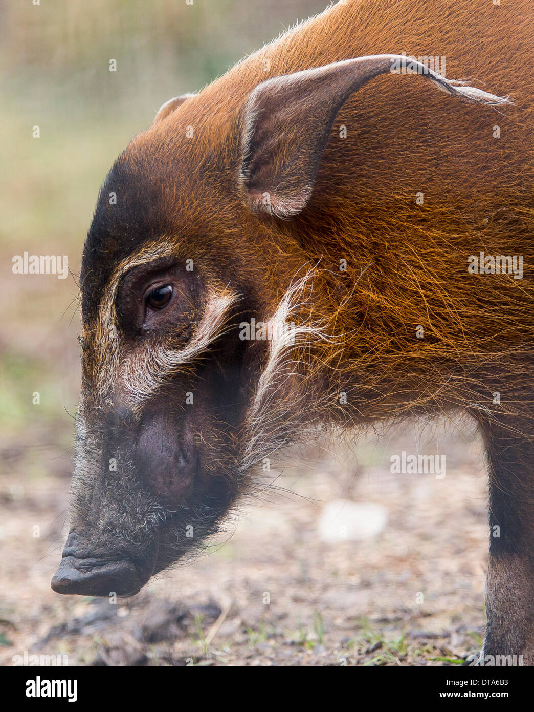 Bristol, UK. 13th Feb, 2014. Red River Hog brothers Ekunu and Mito ...