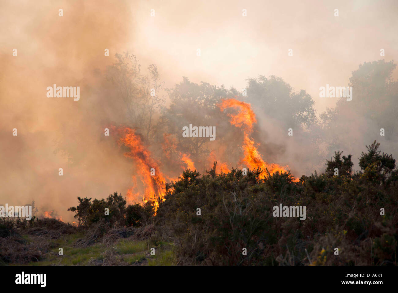 heathland fire well underway, with burning gorse, bracken and grass and ...