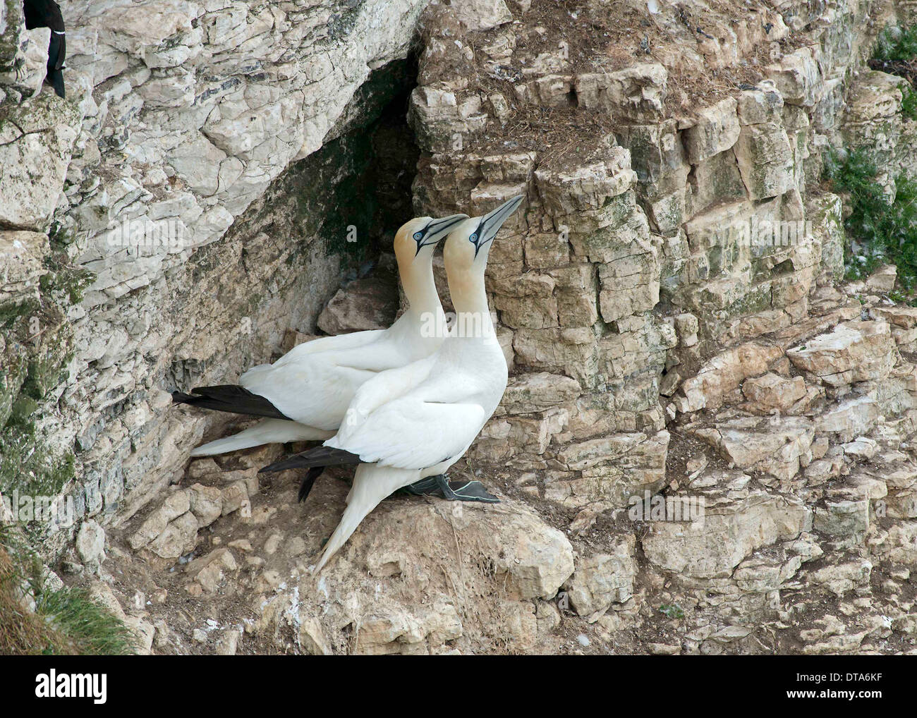 Solan birds hi-res stock photography and images - Alamy