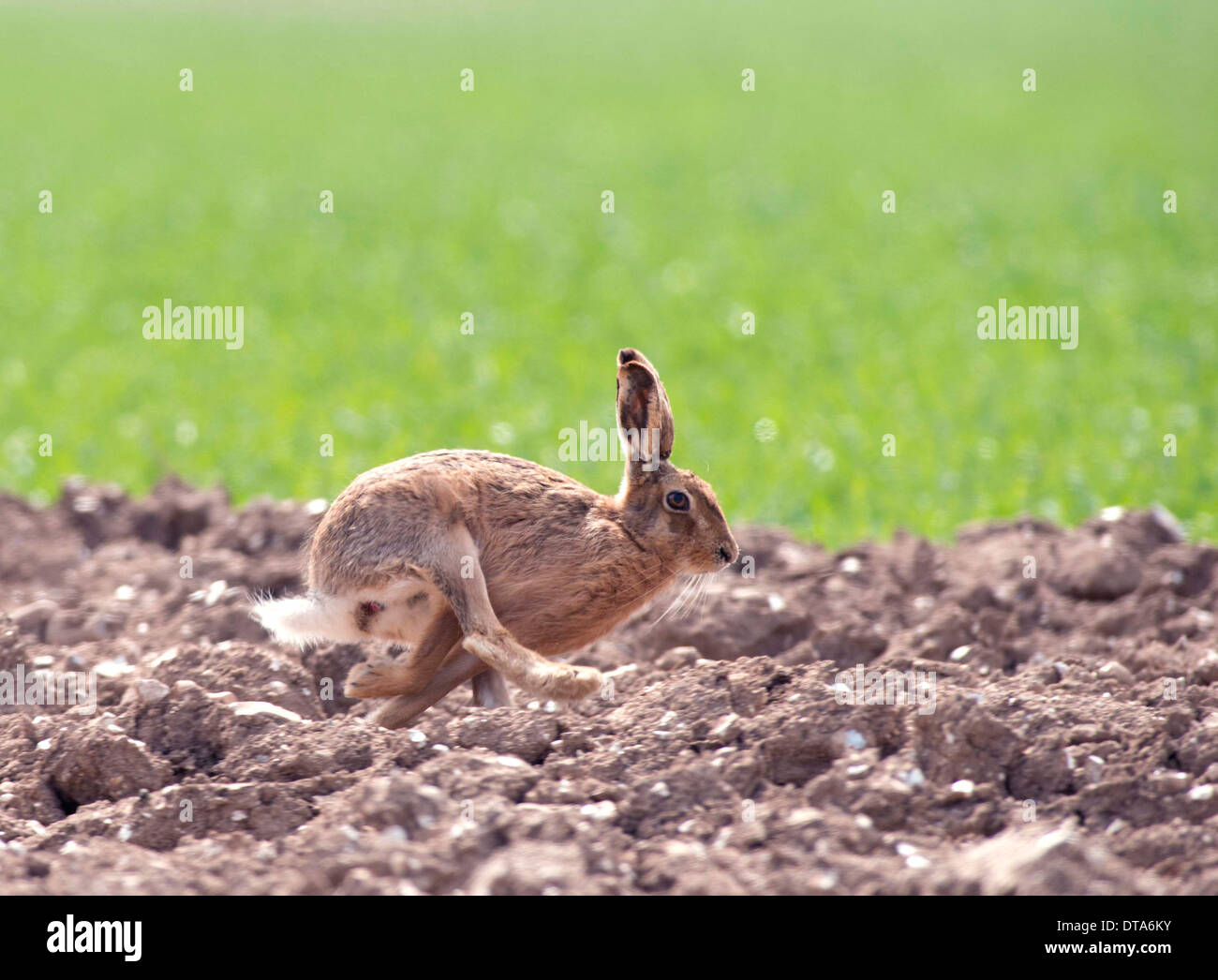 running at full speed on ploughed field with grass in background Stock ...