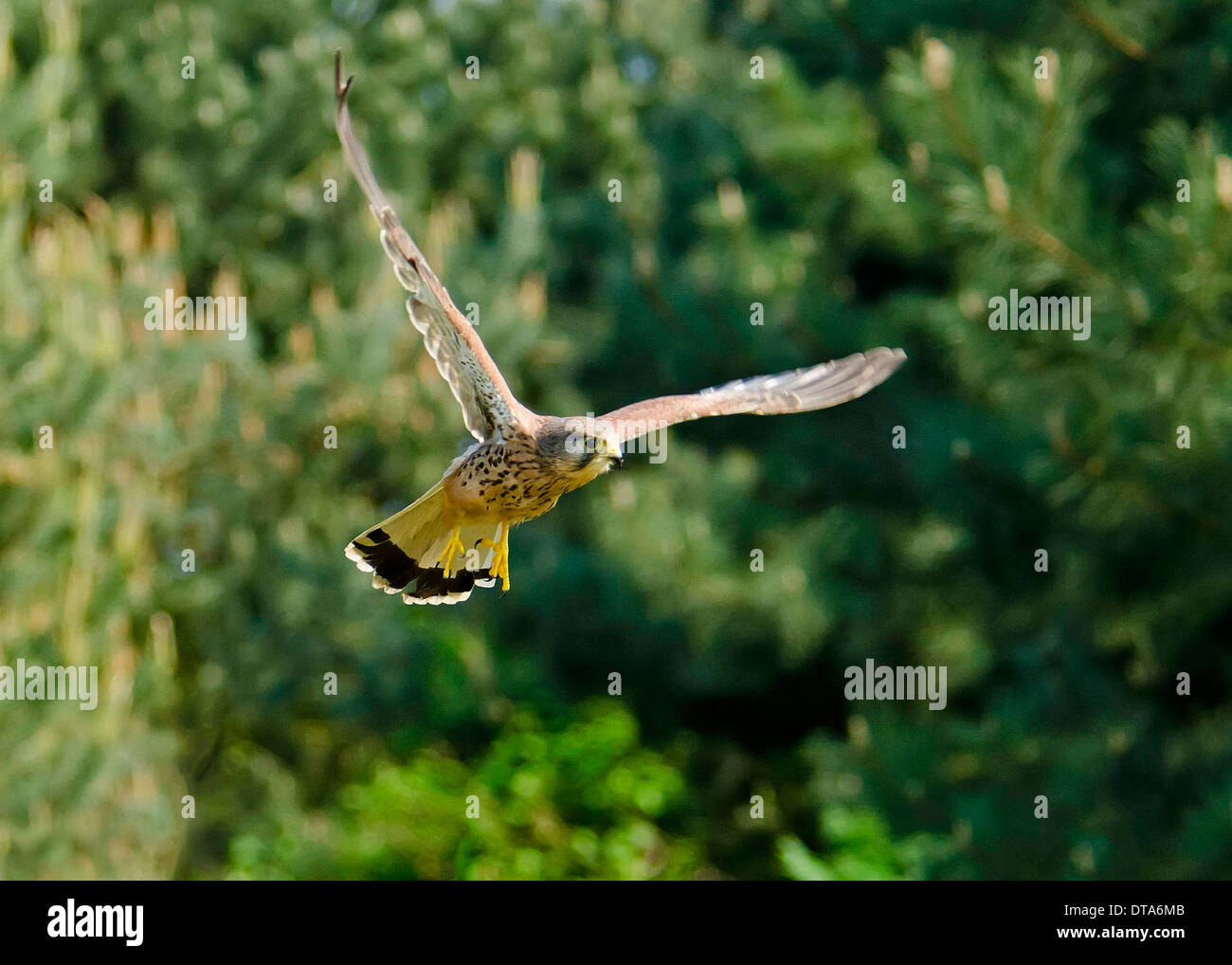 Kestrel, male bird hovering Stock Photo - Alamy